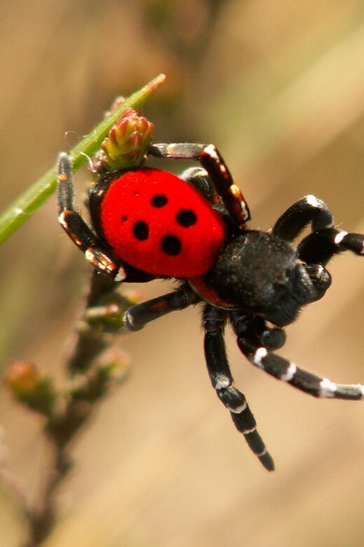 SPIDERS - WATCHING - Final Thoughts