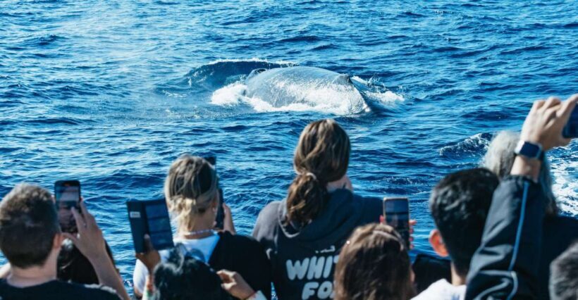 Spirit of Gold Coast 2.5-Hour Whale Watching Tour - A Practical Look at the Spirit of Gold Coast 2.5-Hour Whale Watching Tour