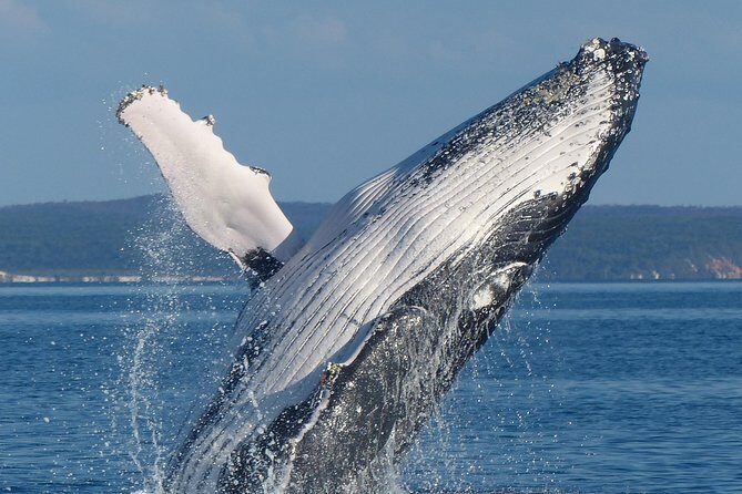 Spirit of Hervey Bay Whale Watching Cruise - Discovering Hervey Bay’s Marine Marvels
