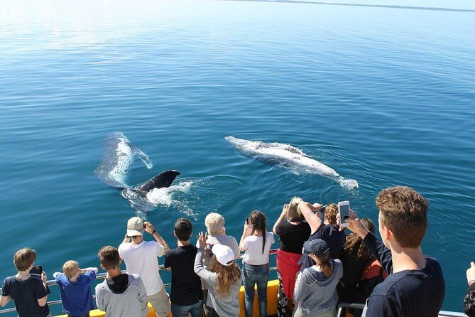 Spirit of Hervey Bay Whale Watching Cruise - The Sum Up: Who Will Love the Spirit of Hervey Bay?
