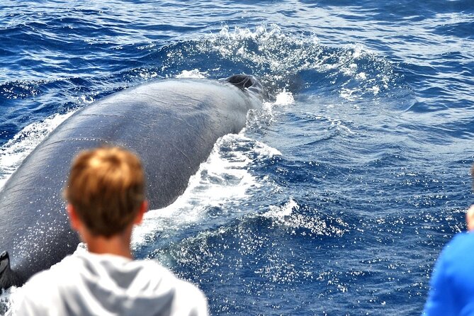 Spirit of the Sea: Cetacean Sighting in Gran Canaria - Pricing and Booking Details