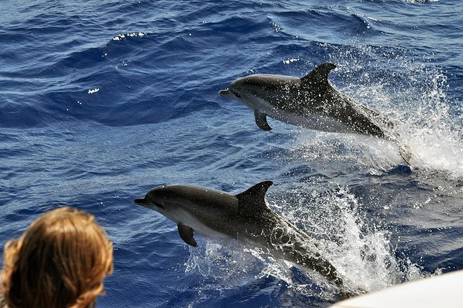 Spirit of the Sea: Cetacean Sighting in Gran Canaria - Additional Information and Considerations