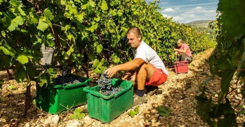 Split or Trogir: Krka Waterfalls & Wine and Food tasting - A Closer Look at the Itinerary