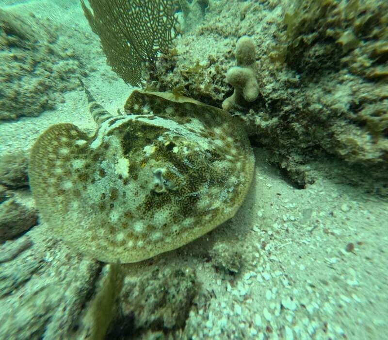 sport fishing and snorkeling in the reef in costa maya - Key Points