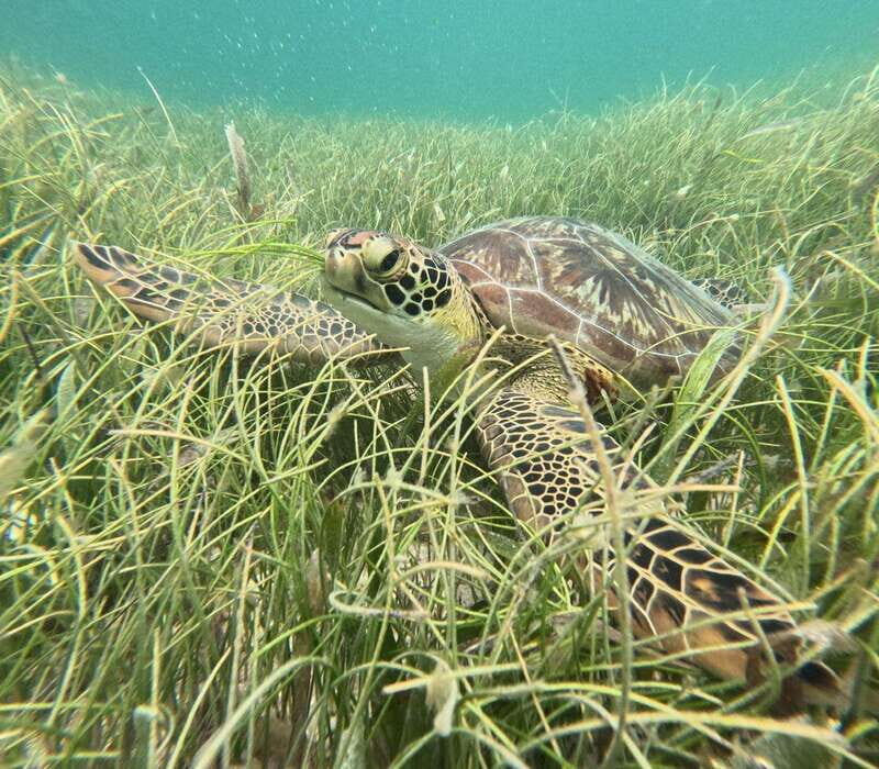 sport fishing and snorkeling in the reef in costa maya - An Honest Look at the Costa Maya Fish and Reef Tour