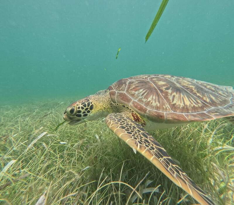 sport fishing and snorkeling in the reef in costa maya - Who Should Consider This Tour?