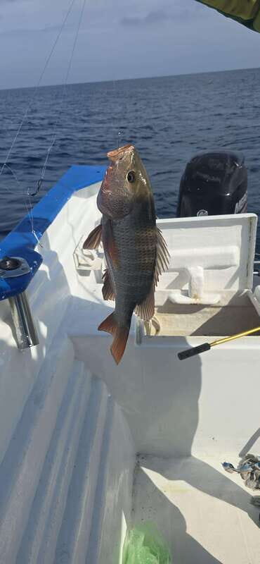 Sport fishing in mazatlan - The Sum Up: Is This the Right Fish for You?