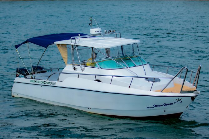 Sports Boat- Private Whale Watching Trip( free breakfast & paid pick-up) - Key Points