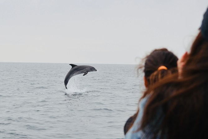Spring & Autumn Tour: Dolphin Watching - Passionate and Knowledgeable Guides