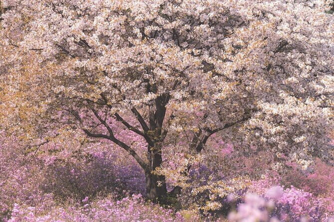 Spring flower Blossom festival, Railbike & Incheon Day tour - Key Points