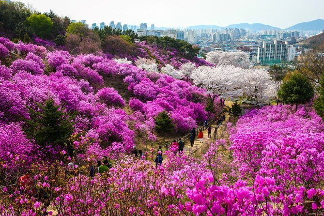Spring flower Blossom festival, Railbike & Incheon Day tour - Exploring the Itinerary