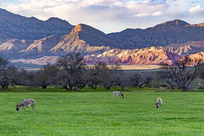 Spring Mountain Ranch Hike with Happy Hour Drinks - Visiting the Ranch House and Free Time