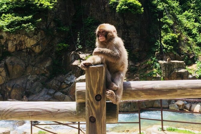 (Spring Only) 1-Day Snow Monkeys & Cherry Blossoms in Nagano Tour - Tour Monitoring and Flexibility