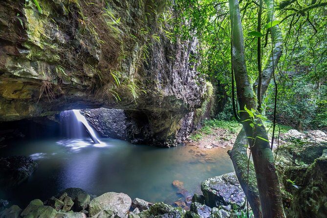 Springbrook andTamborine Rainforest Tour Incl Natural Bridge and Glow Worm Cave - Introduction
