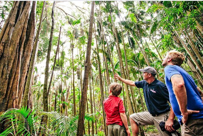 Springbrook Waterfalls & Natural Bridge Tour from Gold Coast - An In-Depth Look at the Tour Experience