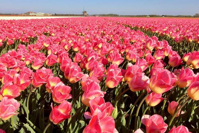 Springtime Private Tour to Keukenhof, Tulip Fields and Windmills - Pickup and Meeting Location