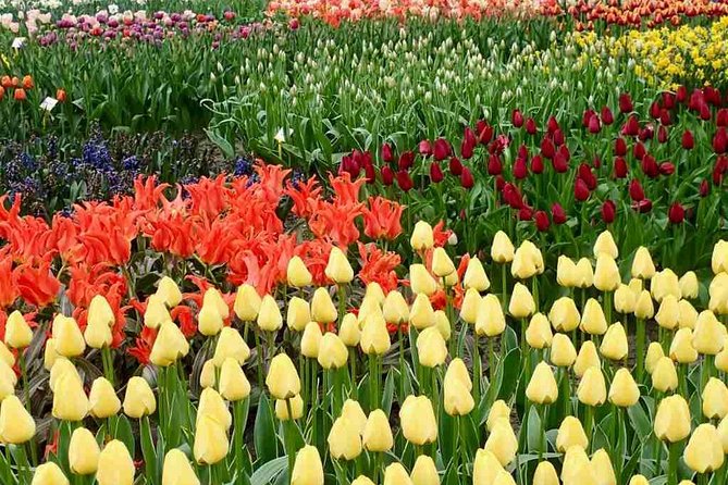 Springtime Private Tour to Keukenhof, Tulip Fields and Windmills - Keukenhof Gardens Exploration