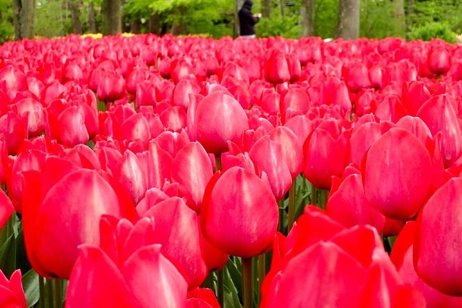 Springtime Private Tour to Keukenhof, Tulip Fields and Windmills - Cheese and Clog Making Experience