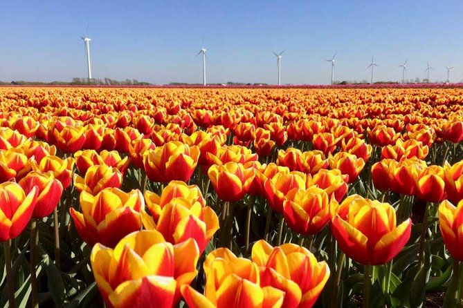 Springtime Private Tour to Keukenhof, Tulip Fields and Windmills - Lunch Options
