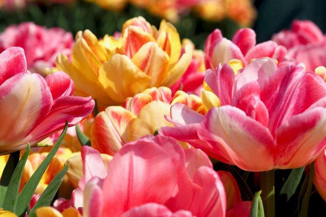 Springtime Private Tour to Keukenhof, Tulip Fields and Windmills - Customized Tour Experience