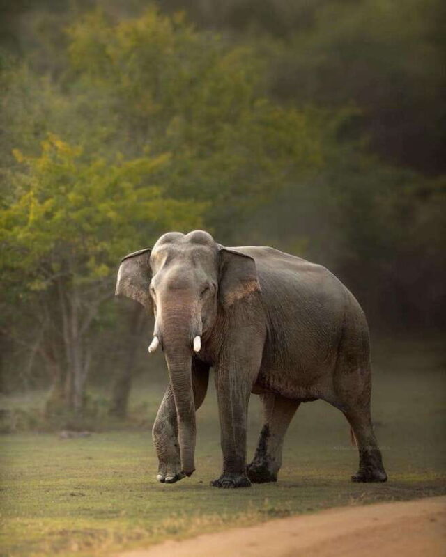 Sri Lanka: 10-Day Luxury Tour with guide - Deep Dive into the Itinerary