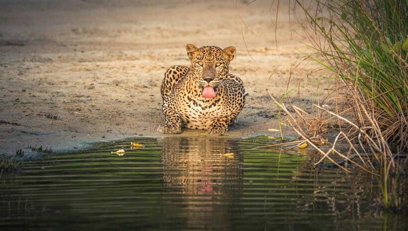 Sri Lanka: 10-Day Private Tour with 4*, Half-Board Hotels - Key Points