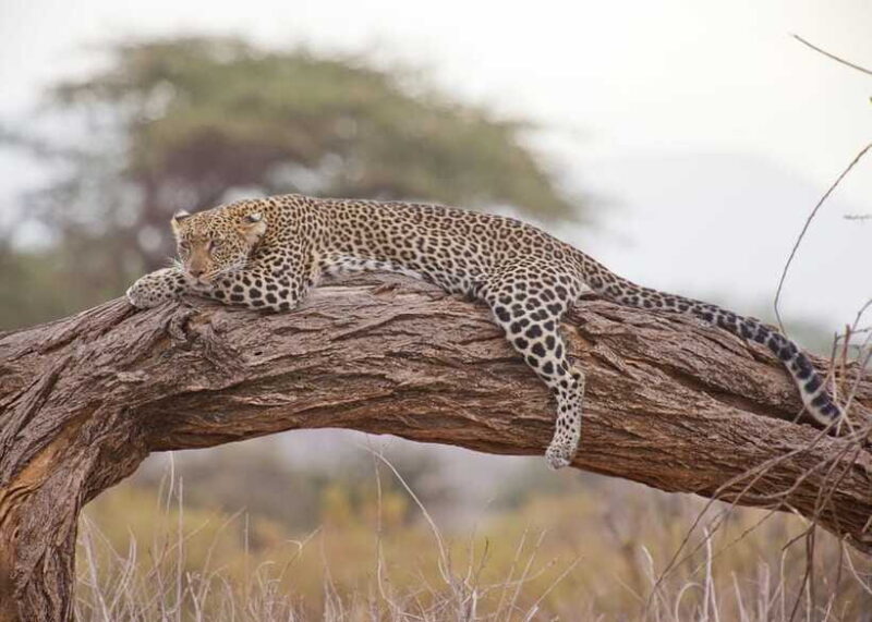 Sri Lanka 2-Day National Parks Trip, Hotel, Transport, Guide - Value and Practical Advice