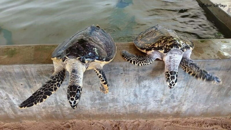 "Sri Lanka 2-Day Tour: Explore Hikkaduwa, Galle & Yala" - Price and Overall Value