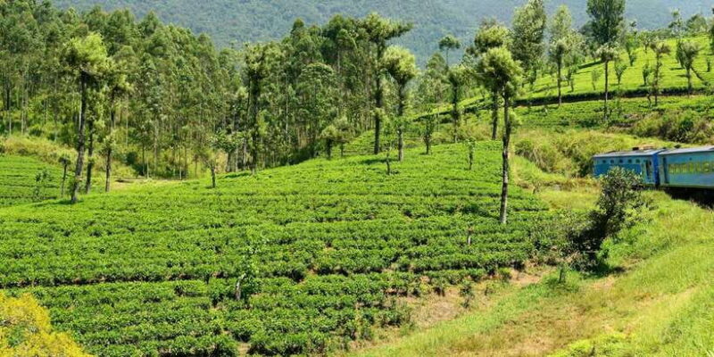 Sri Lanka: 2-Day wildlife tour; rainforest and National park - Exploring Sri Lanka’s Natural Diversity in a Compact Tour