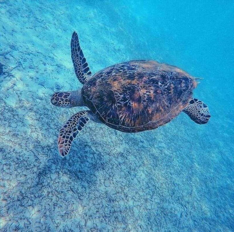 Sri Lanka: 3-Day 2night South Coast Tour with Whale Watching - Day 1: Turtle Watching & Galle City Tour