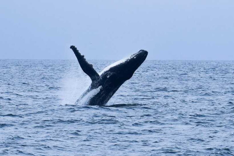 Sri Lanka: 3-Day 2night South Coast Tour with Whale Watching - The Overall Value: Is It Worth It?