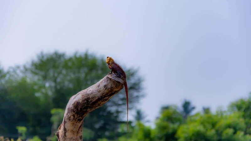 Sri Lanka: 3-Day Nature Tour with Rainforest, Safari - Practical Details and Value