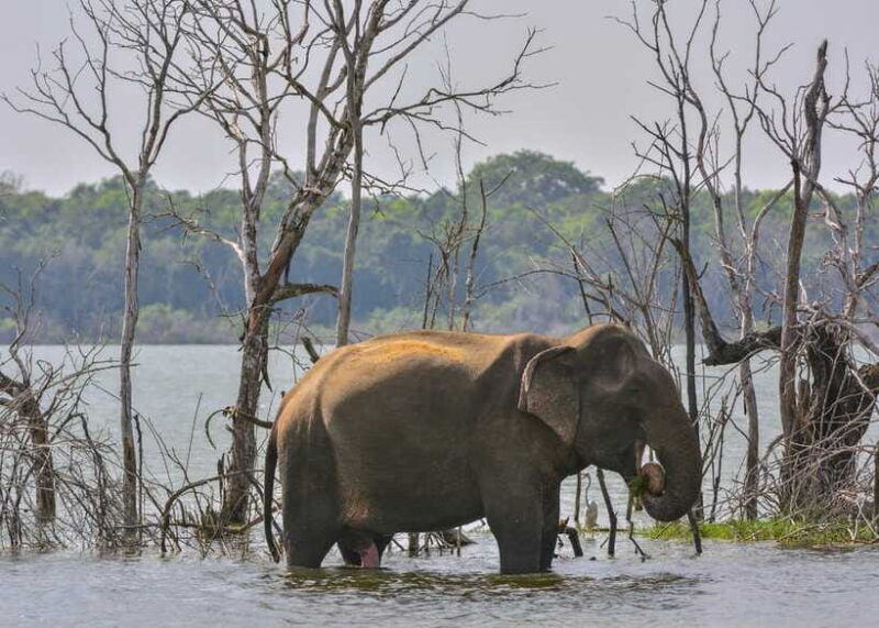 Sri Lanka 3-Day - Sigiriya, Udawalawe, Kandy, Bentota, Ella - Key Points