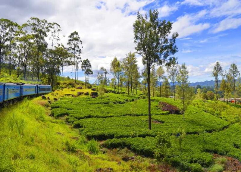 Sri Lanka 3-Day - Sigiriya, Udawalawe, Kandy, Bentota, Ella - Who Will Love This Tour?