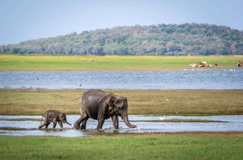 Sri Lanka 3-Day Top Temple Tour To The Cultural Triangle - What Makes This Tour Stand Out