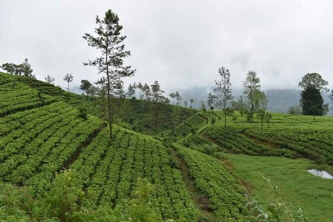 Sri Lanka 4 Day Private Tour - Final Thoughts