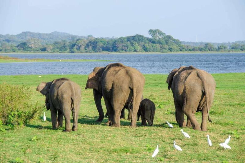 Sri Lanka: 4-Day Sri Lanka Private Tour+15 Amzing Places - Practical Considerations