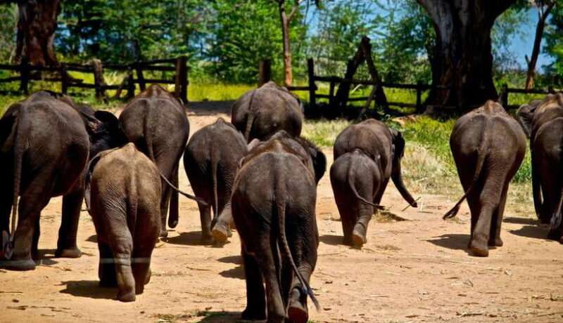 Sri Lanka: 4-day Tour Wildlife and Beach - Key Points