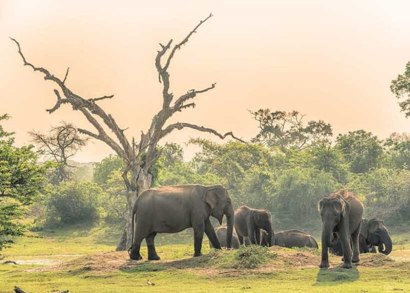 Sri Lanka 5-Day Private Country Side Tour Car, Hotels, Food - FAQ