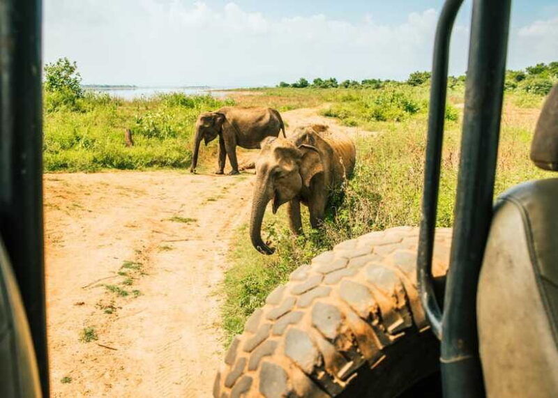 Sri Lanka: 5-Day Tour with Hill Country, Cultural Triangle - Exploring the Itinerary in Detail