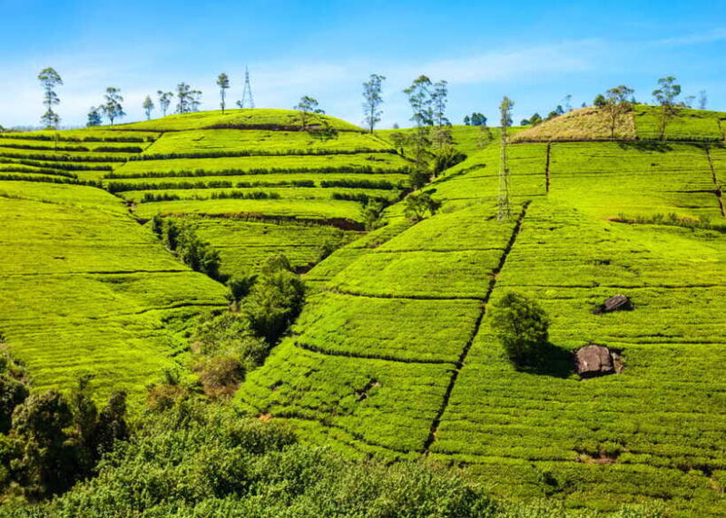 Sri Lanka: 5-Day Tour with Hill Country, Cultural Triangle - Practical Tips for Travelers