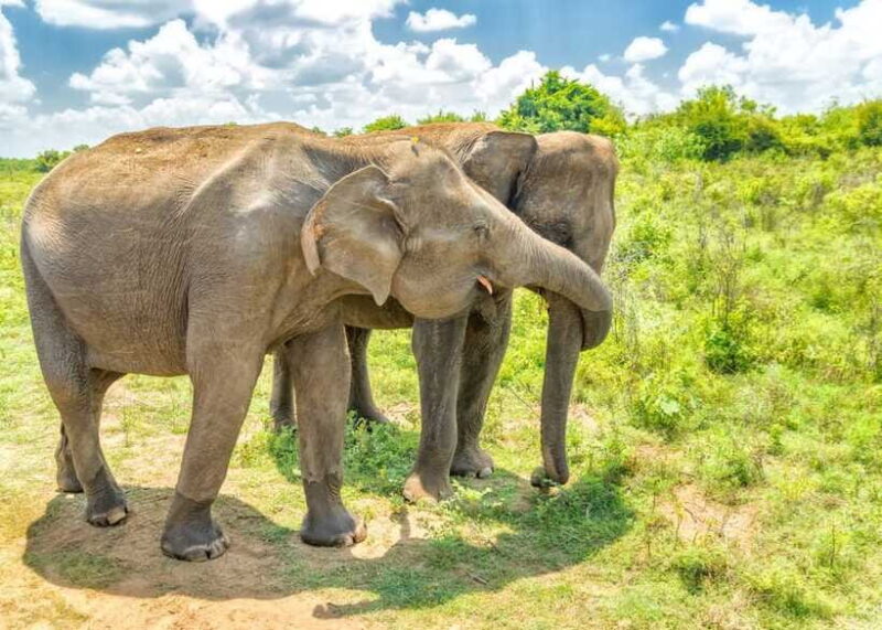 Sri Lanka: 5-Day Tour with Hill Country, Cultural Triangle - Who Should Consider This Tour?