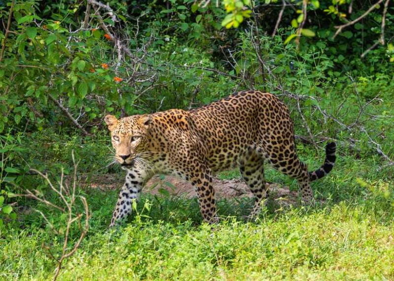 Sri Lanka: 9-Day Private Tour Hotels, Meals, Guide-Transport - Final Thoughts: Who Should Join?