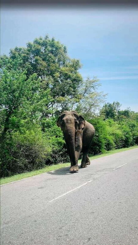 Sri Lanka / Bentota: Motorbike sightseeing tours - FAQ