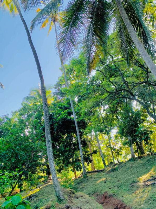 Sri Lanka: Ceylon Cinnamon Experience & Spice Garden Tour - The Sum Up: Is the Sri Lanka Ceylon Cinnamon & Spice Garden Tour Worth It?