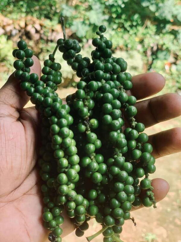 Sri Lanka: Ceylon Cinnamon Experience & Spice Garden Tour - FAQ