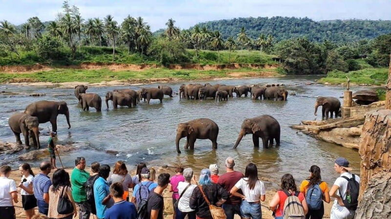 Sri Lanka : Day Tour to Pinnawala Elephant Orphanage & Zoo - Practical Tips for Your Day