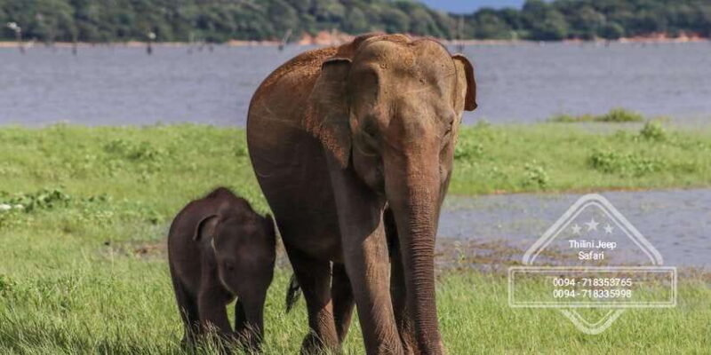 Sri Lanka: Elephant Safari Adventure with Hotel Pickup - Introduction