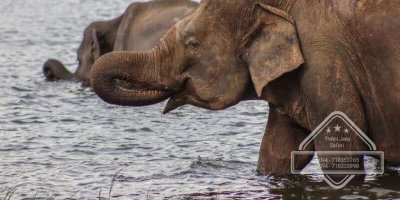 Sri Lanka: Elephant Safari Adventure with Hotel Pickup - How the Tour Is Structured