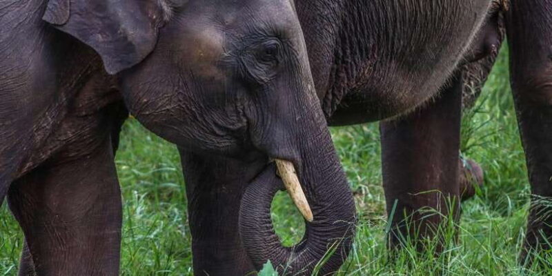 Sri Lanka: Elephant Safari Adventure with Hotel Pickup - Who Is This Tour Best For?